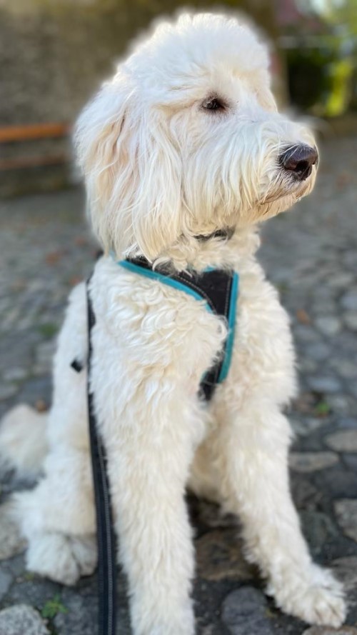 Australian Cobberdog – Start - Cobberdog Staufen 🐕