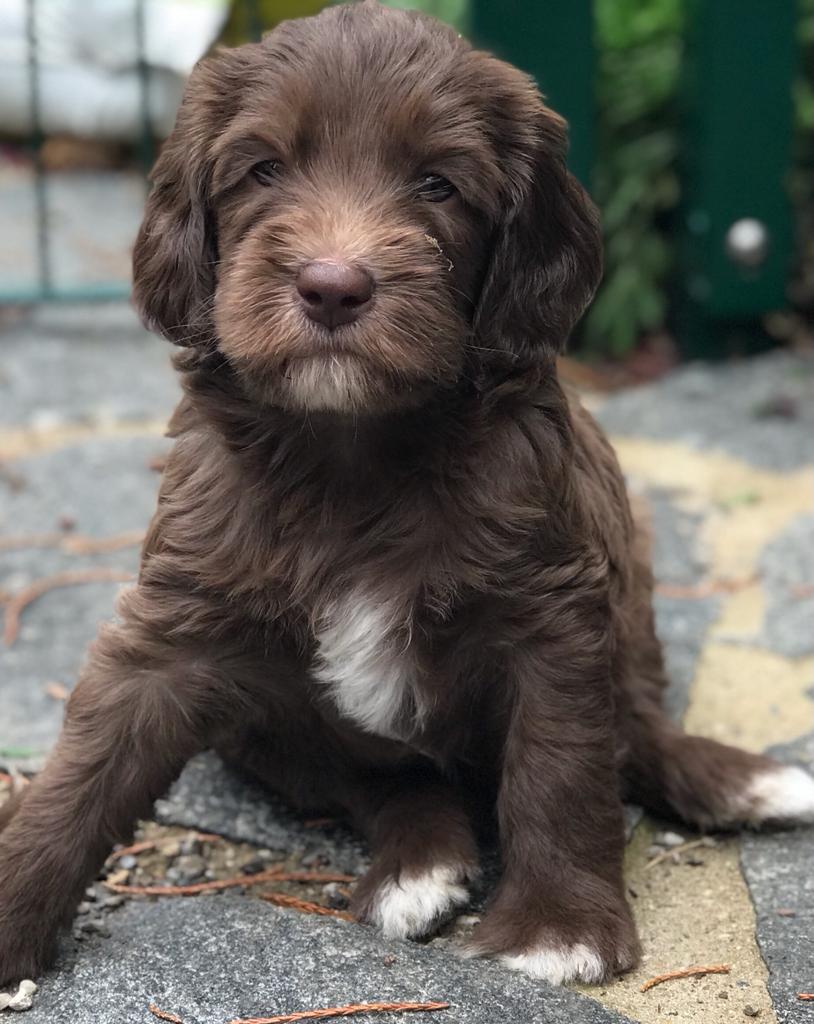 Australian Cobberdog – Start - Cobberdog Staufen 🐕